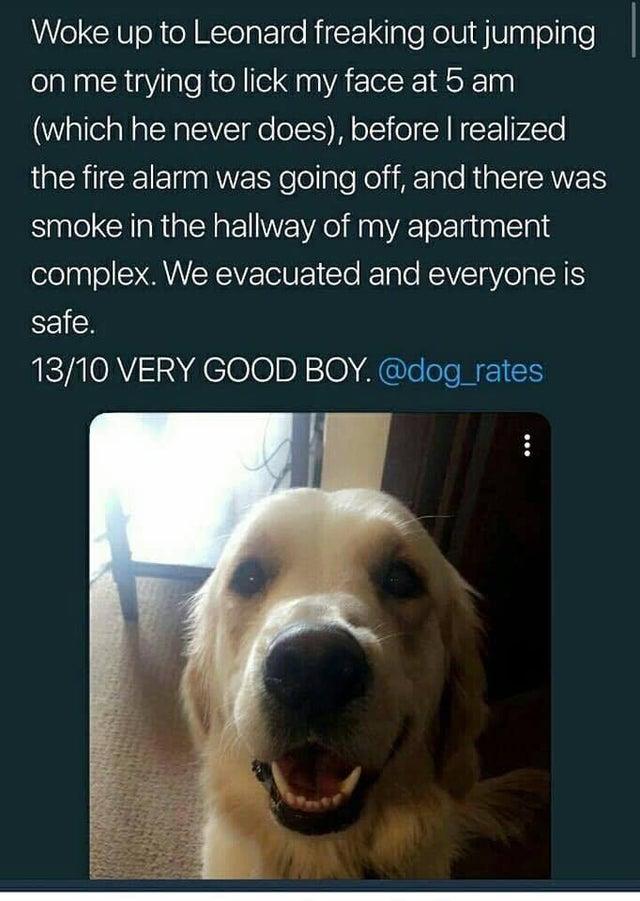 /r/mademsmile 7 hero dog | Dogs | Know Your Meme