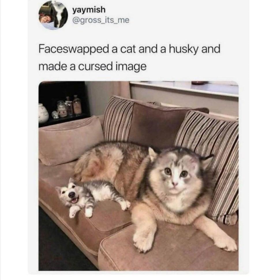 swapped faces | Animals | Know Your Meme