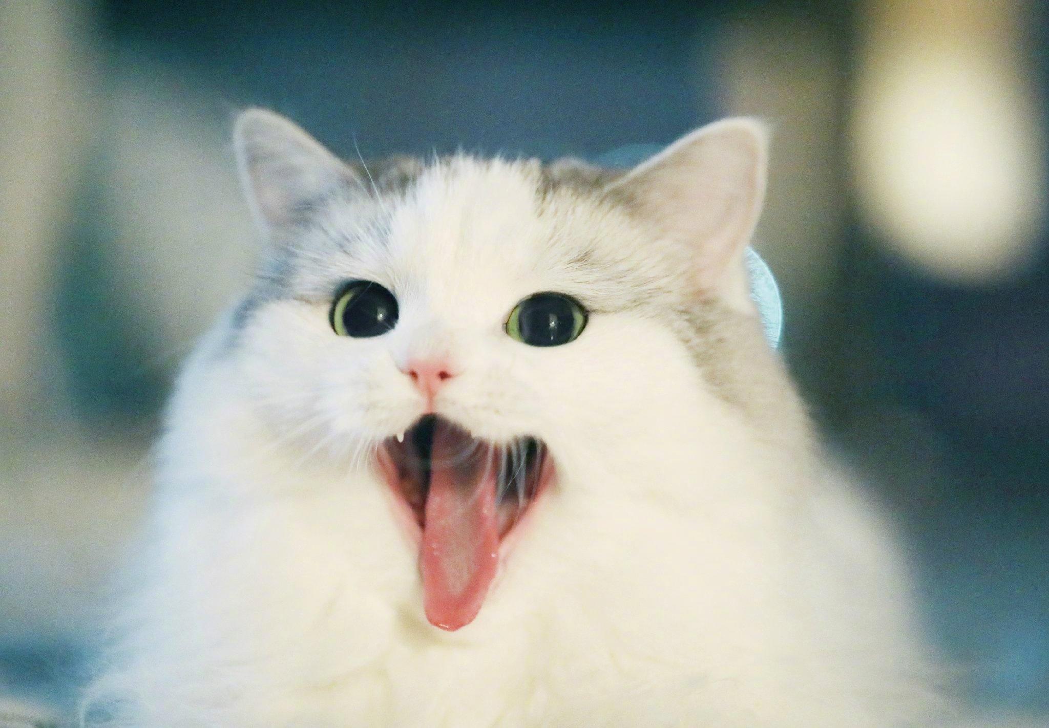 N-Word Cat #3 | N-Word Cat | Know Your Meme