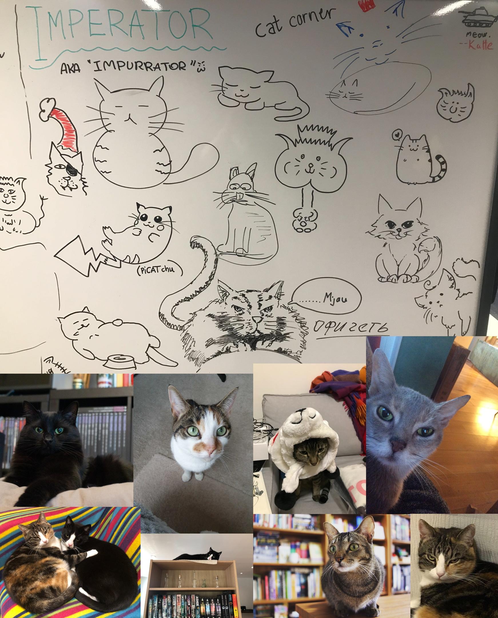 Cats of Paradox Interactive | Cats | Know Your Meme