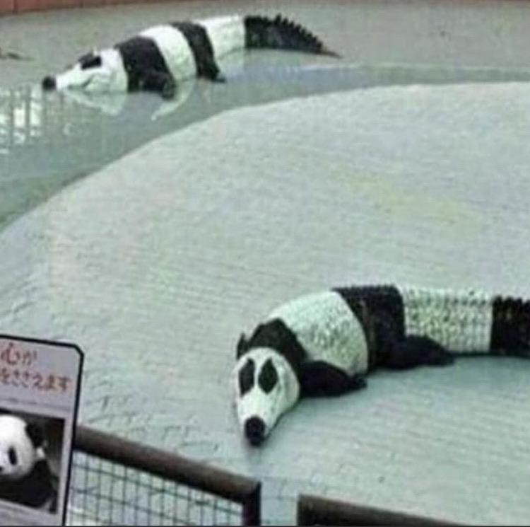 cursed panda | Cursed Images | Know Your Meme