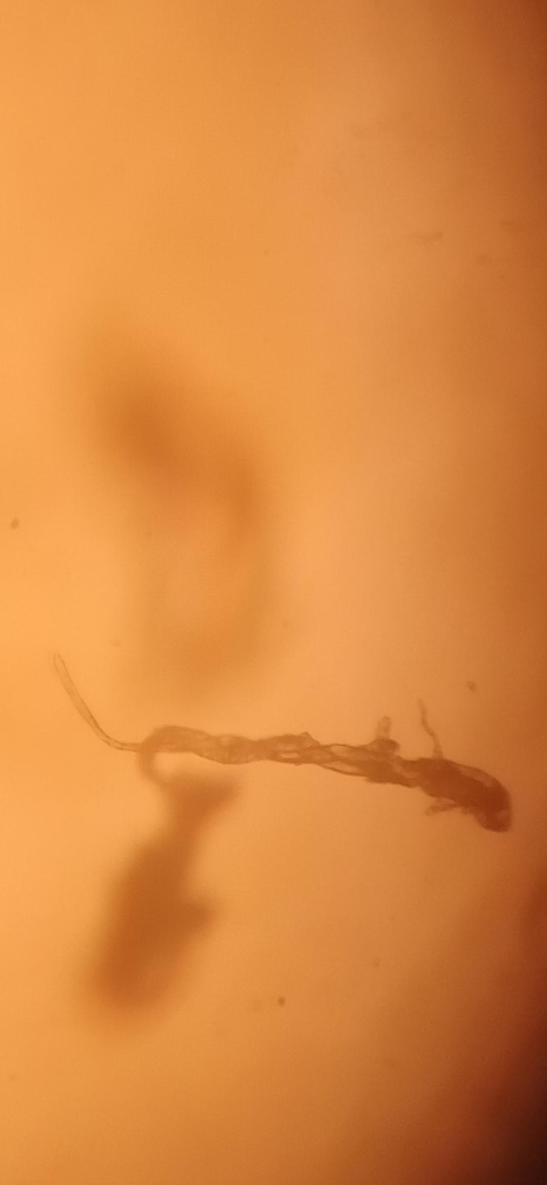 Took A Photo Of A Nerve Cell Today In Biology r mildlyinteresting Took A Photo Of A Nerve Cell Today In Biology r mildlyinteresting