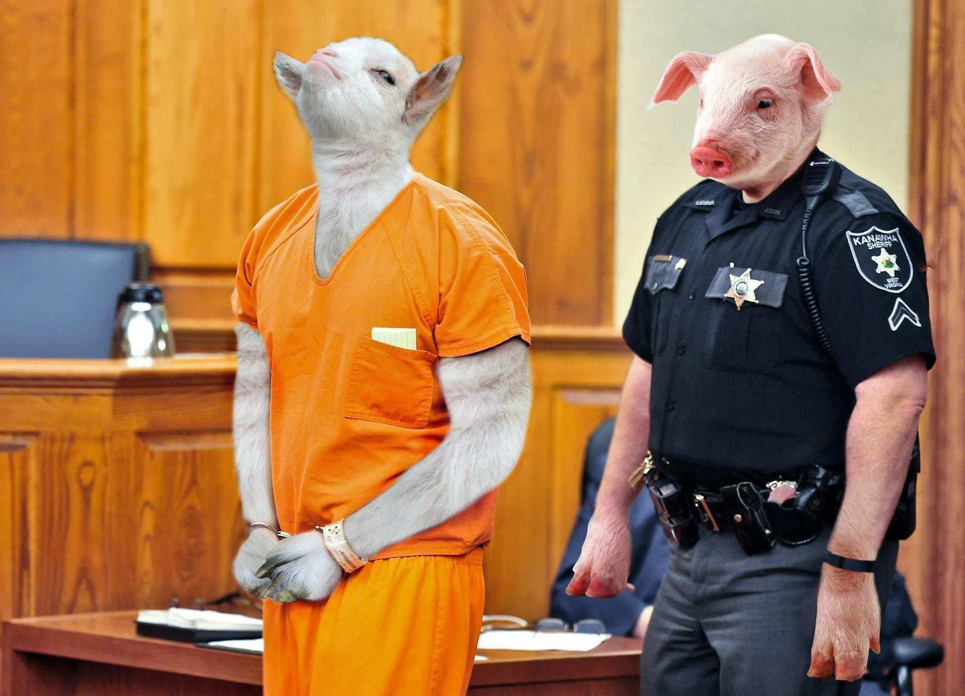 inmate goat | Smug Goat | Know Your Meme