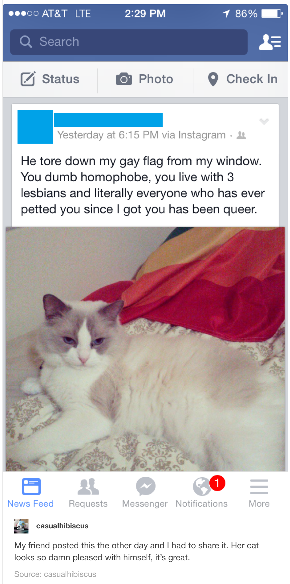 cat rainbow flag torn down tumblr post | Cats | Know Your Meme