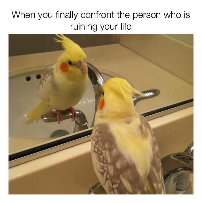 time to have a chat | Birds | Know Your Meme