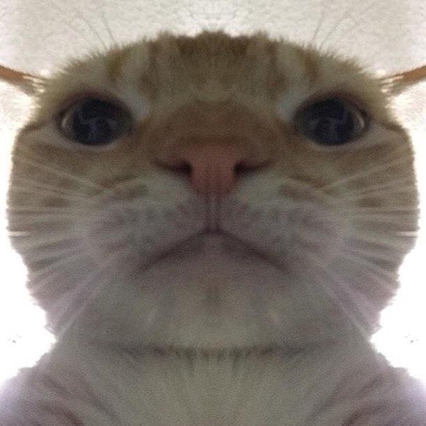 Swag Cat Template Staring Cat Gusic Know Your Meme