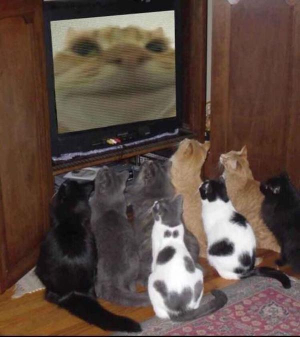 All Hail the Swag Cat | Staring Cat / Gusic | Know Your Meme