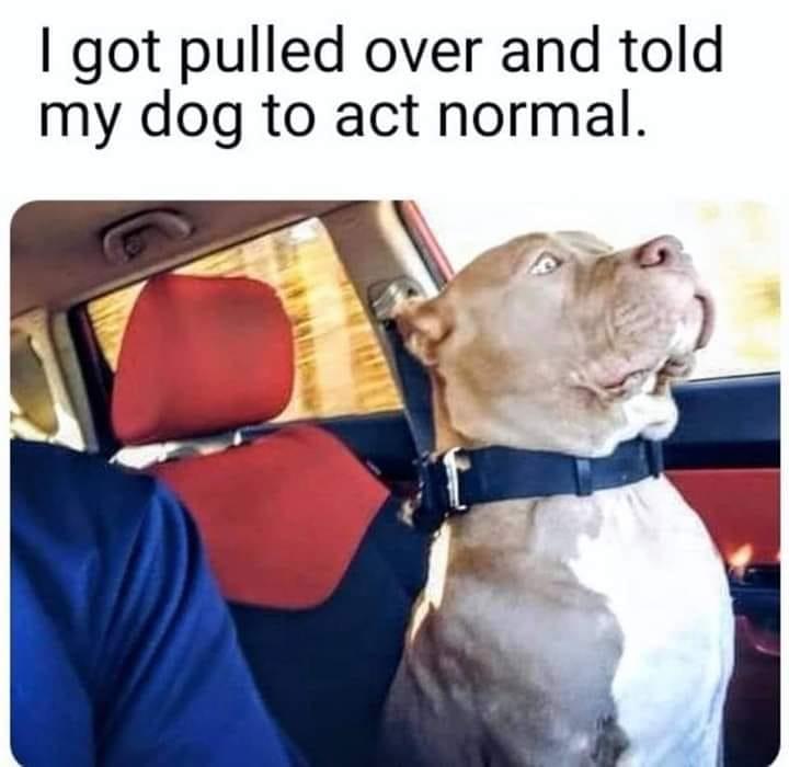 play it cool | Dogs | Know Your Meme