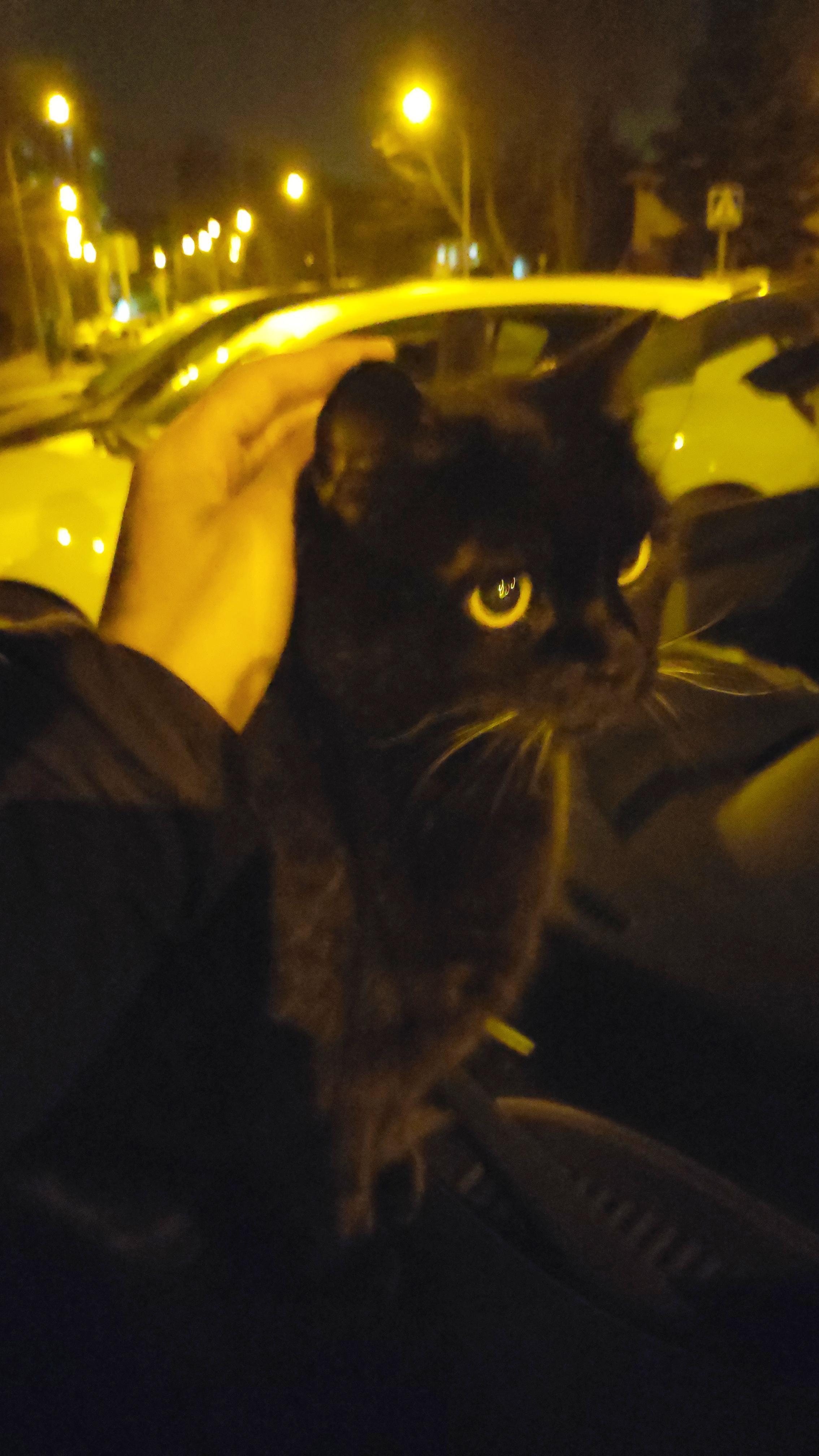 Street cats | /r/Doomers | Doomer | Know Your Meme