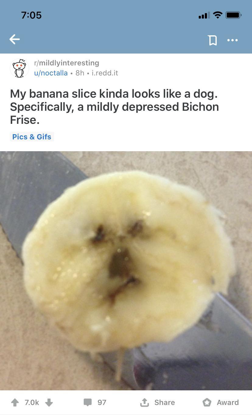 Sad dog | /r/BoJackHorseman | BoJack Horseman | Know Your Meme