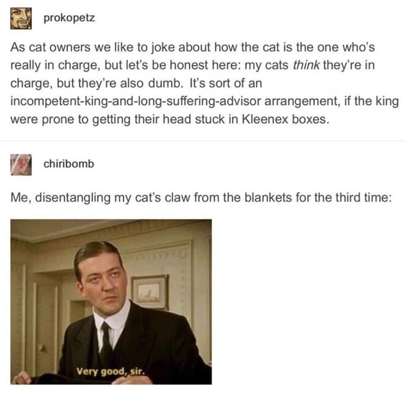 I am but your humble servant, you adorable fluffy idiot | Cats | Know ...