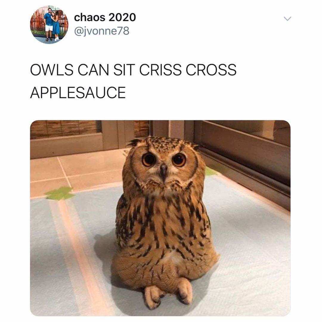 Owls sitting | Animals | Know Your Meme