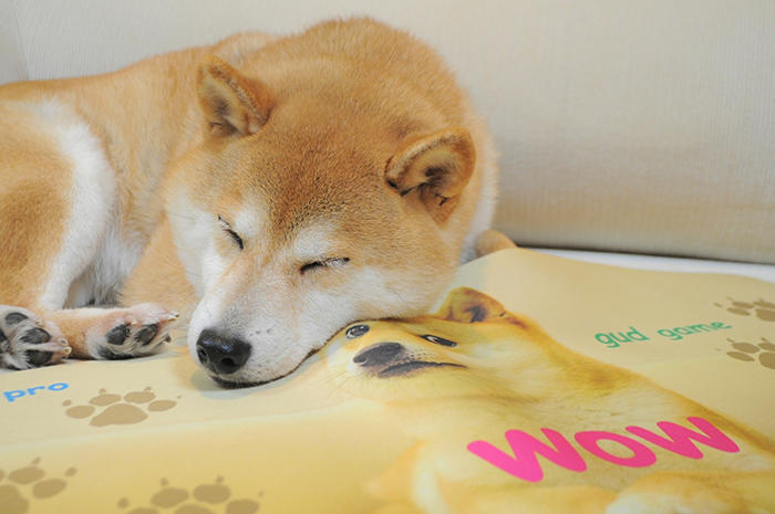 Doge Interview 1 | Doge | Know Your Meme