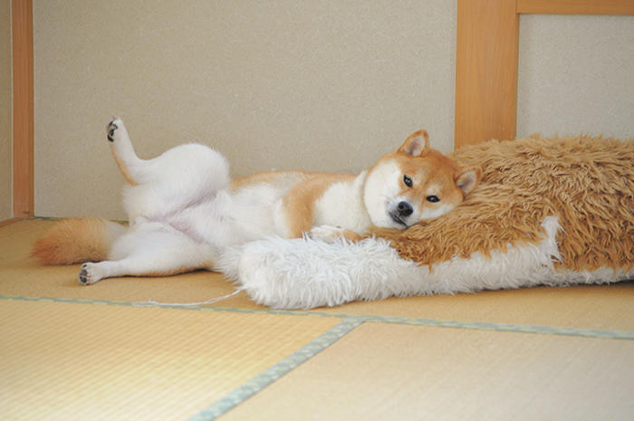 Doge Interview 4 | Doge | Know Your Meme