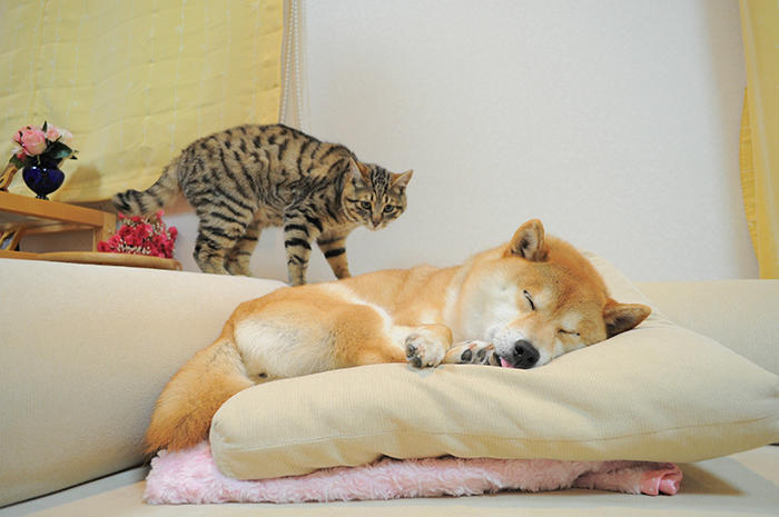 Doge Interview 5 | Doge | Know Your Meme