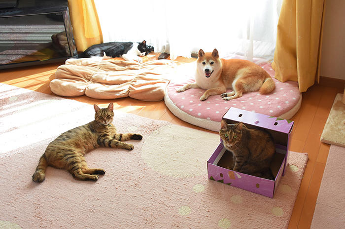 Doge Interview 10 | Doge | Know Your Meme