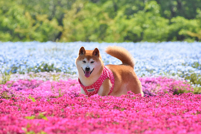 Doge Interview 11 | Doge | Know Your Meme