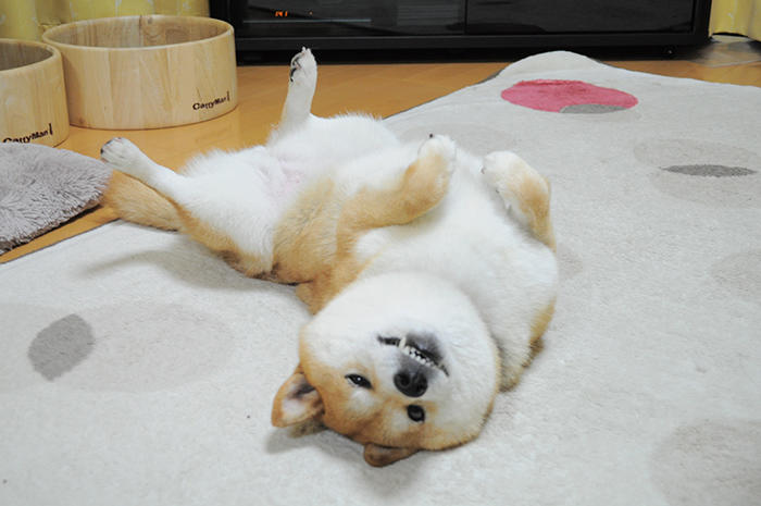 Doge Interview 12 | Doge | Know Your Meme