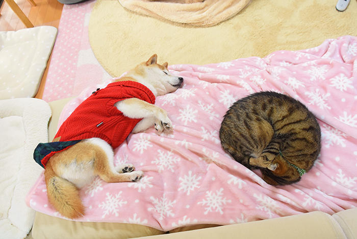 Doge Interview 14 | Doge | Know Your Meme