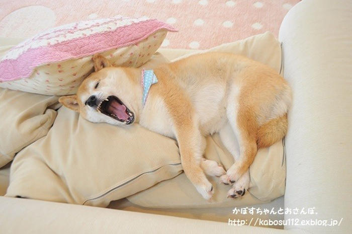 Doge Interview 21 | Doge | Know Your Meme