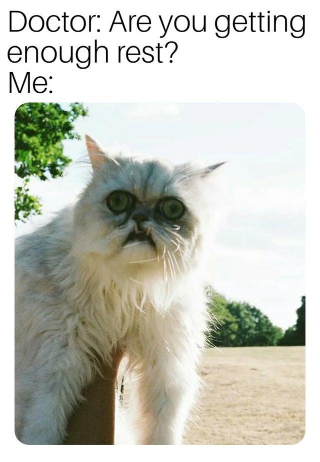 no rest here | Cats | Know Your Meme