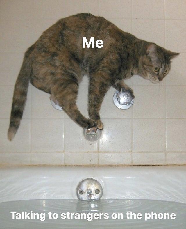 avoiding the phone | Cats | Know Your Meme