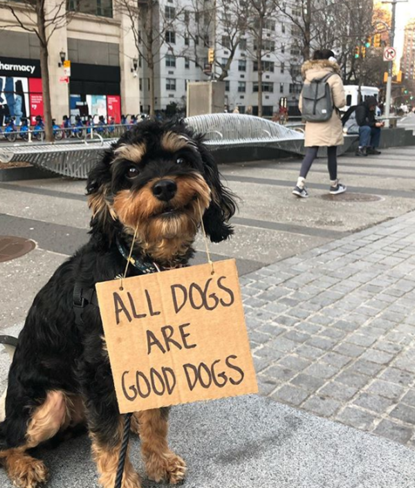All Dogs Are Good Dogs | Dude With Sign | Know Your Meme