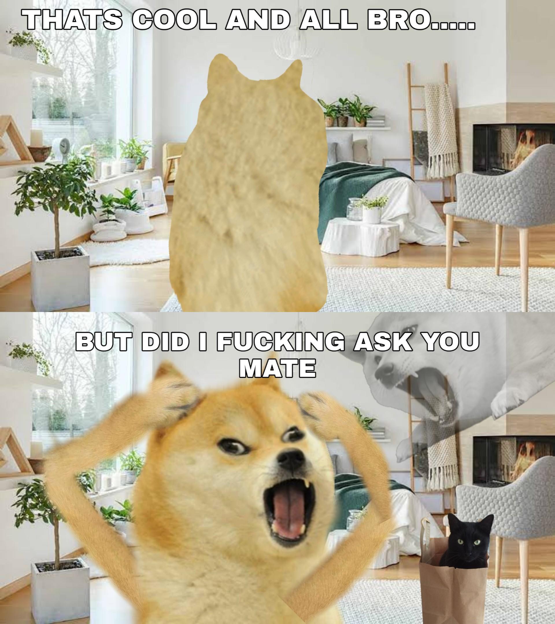 UwU dogey has widdwe angwys in his pantys nyaaaa | /r/dogelore | Ironic ...