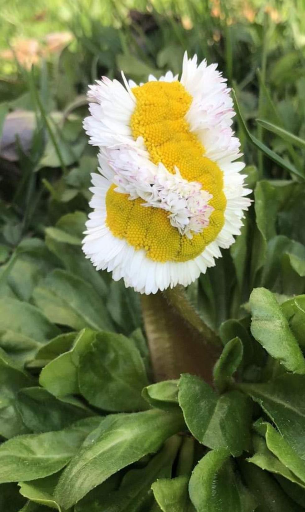 This mutant daisy | /r/mildlyinteresting | Mildly Interesting | Know ...