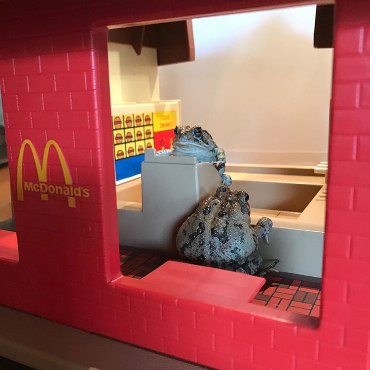 frogs at mcdonalds | /r/Hmmm | Know Your Meme