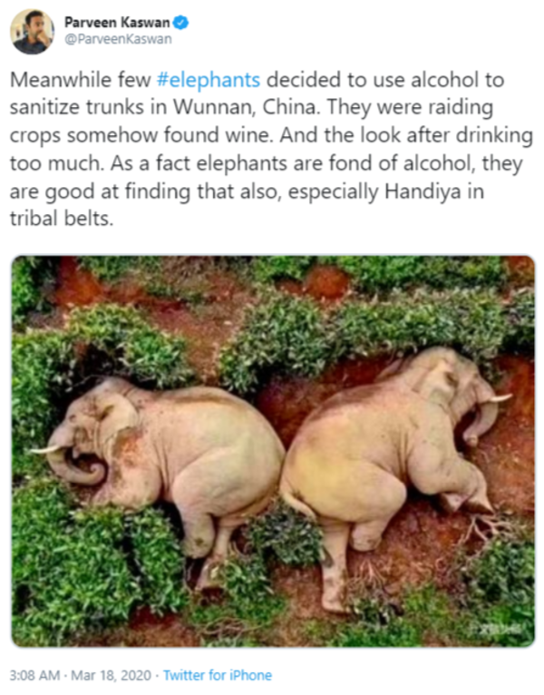 Meanwhile | Drunk Elephants | Know Your Meme