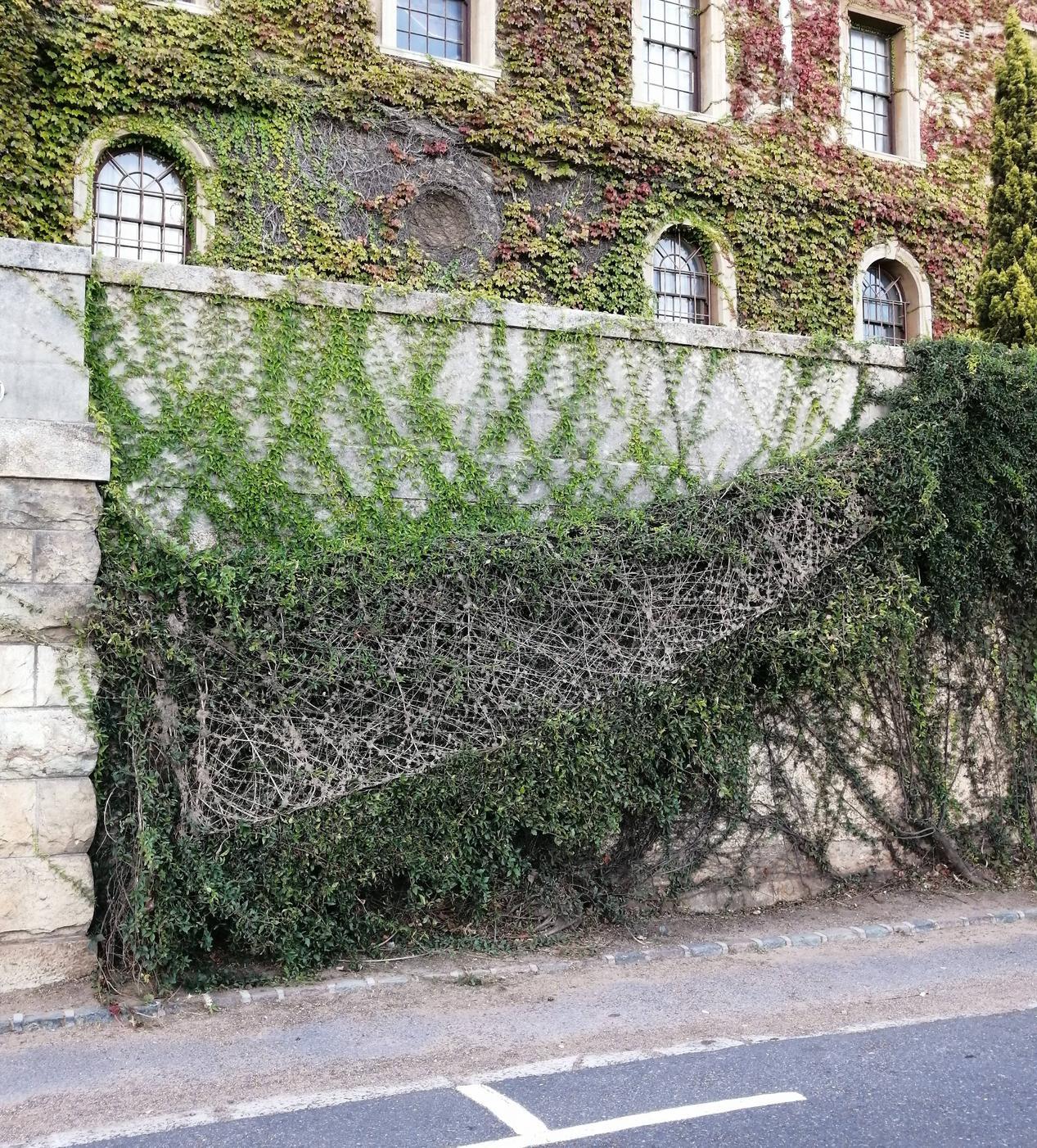 A carpet of ivy falling off the wall revealing newer ivy | /r ...