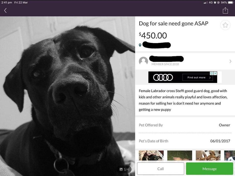 /r/iamatotalpieceofshit dog for sale | Know Your Meme