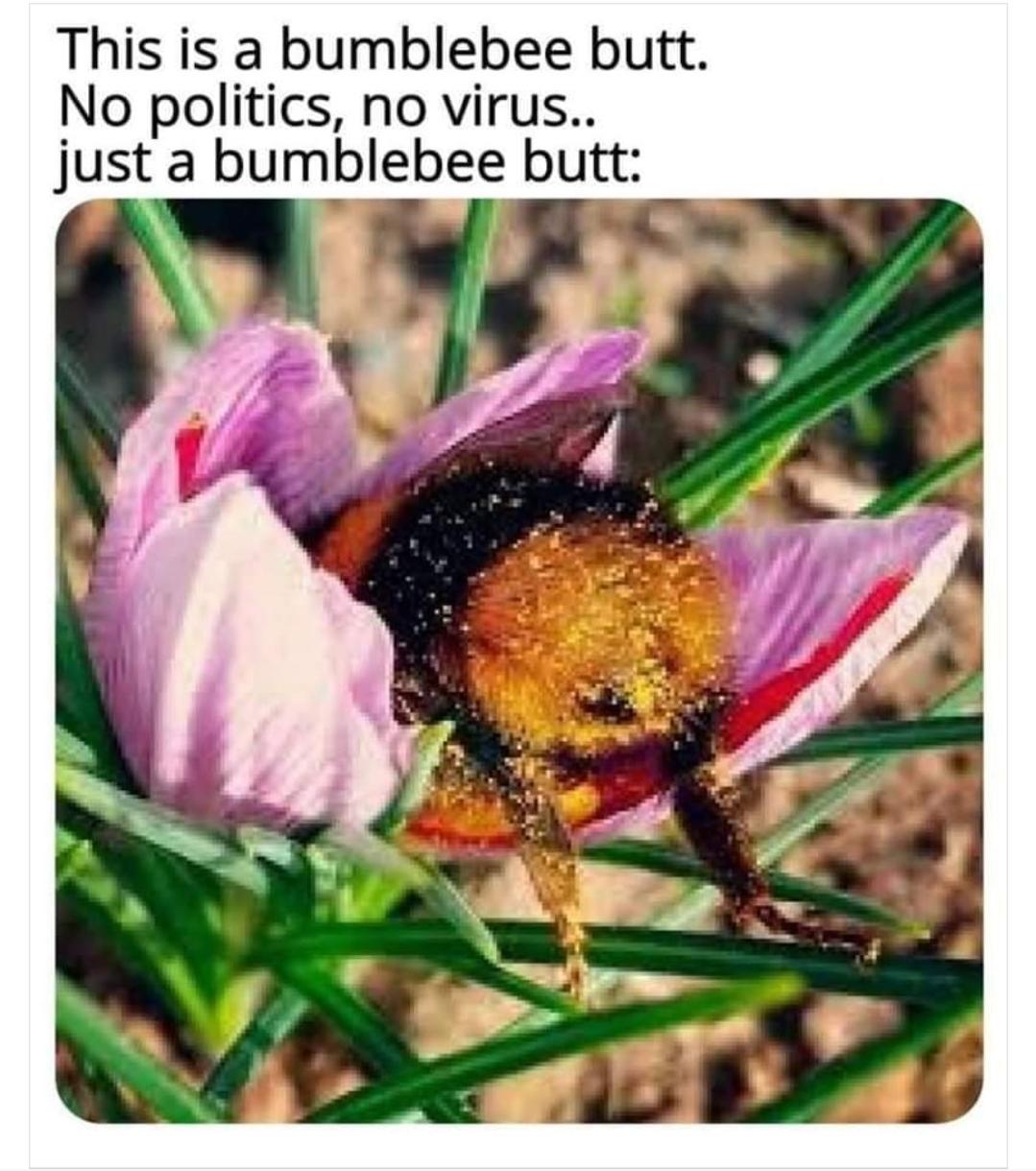 Take a break from the news and enjoy a bumblebee butt | /r ...