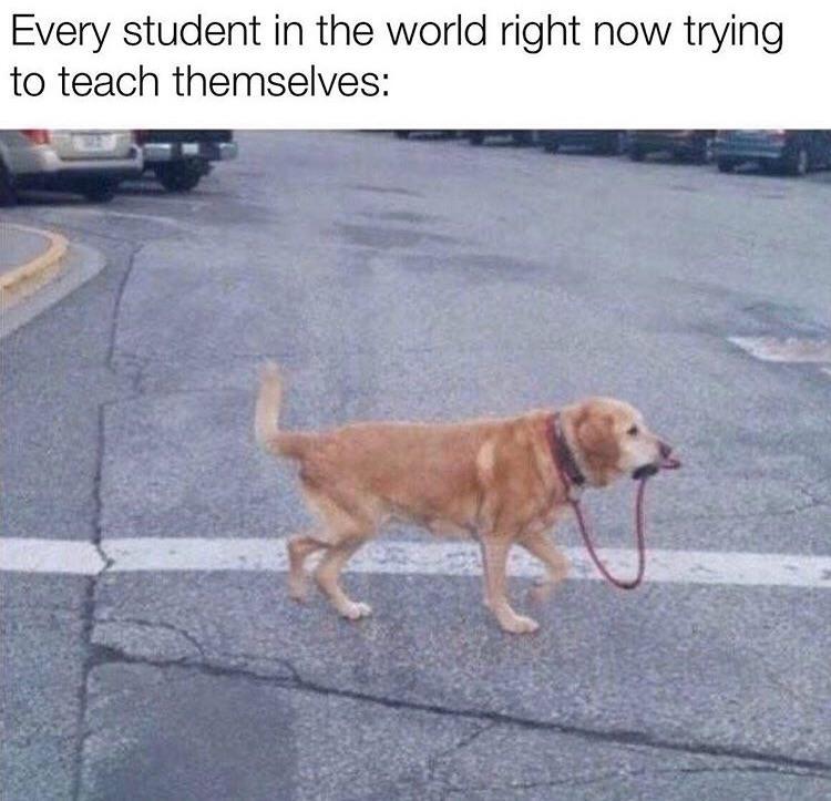 students trying to learn | Dogs | Know Your Meme