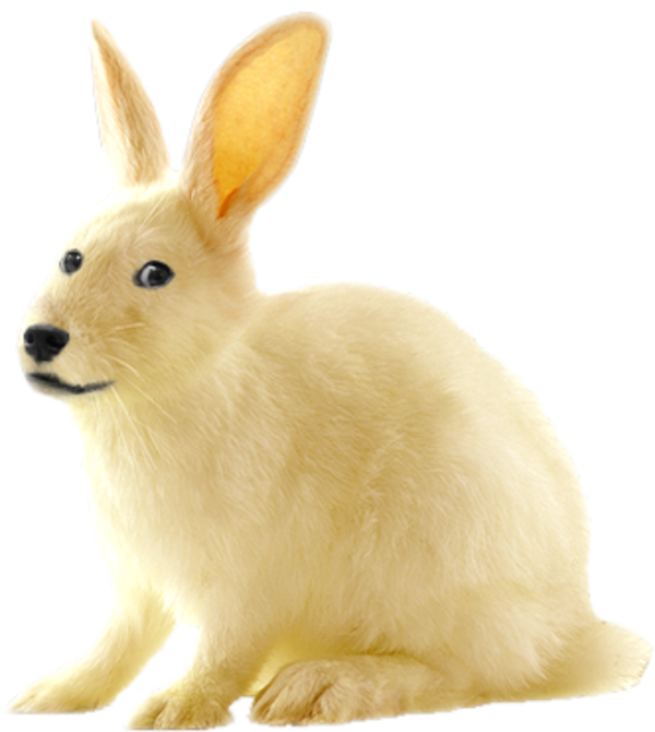 Le Rabbit Doge Has Arrived | /r/dogelore | Ironic Doge Memes | Know ...