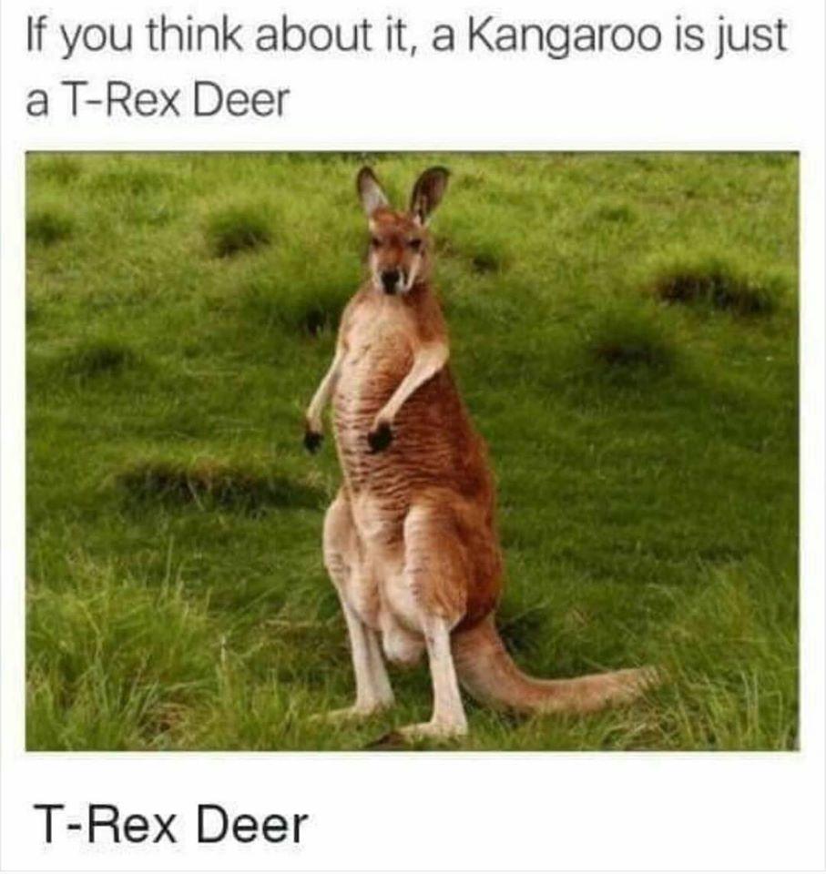 kangaroos | Animals | Know Your Meme