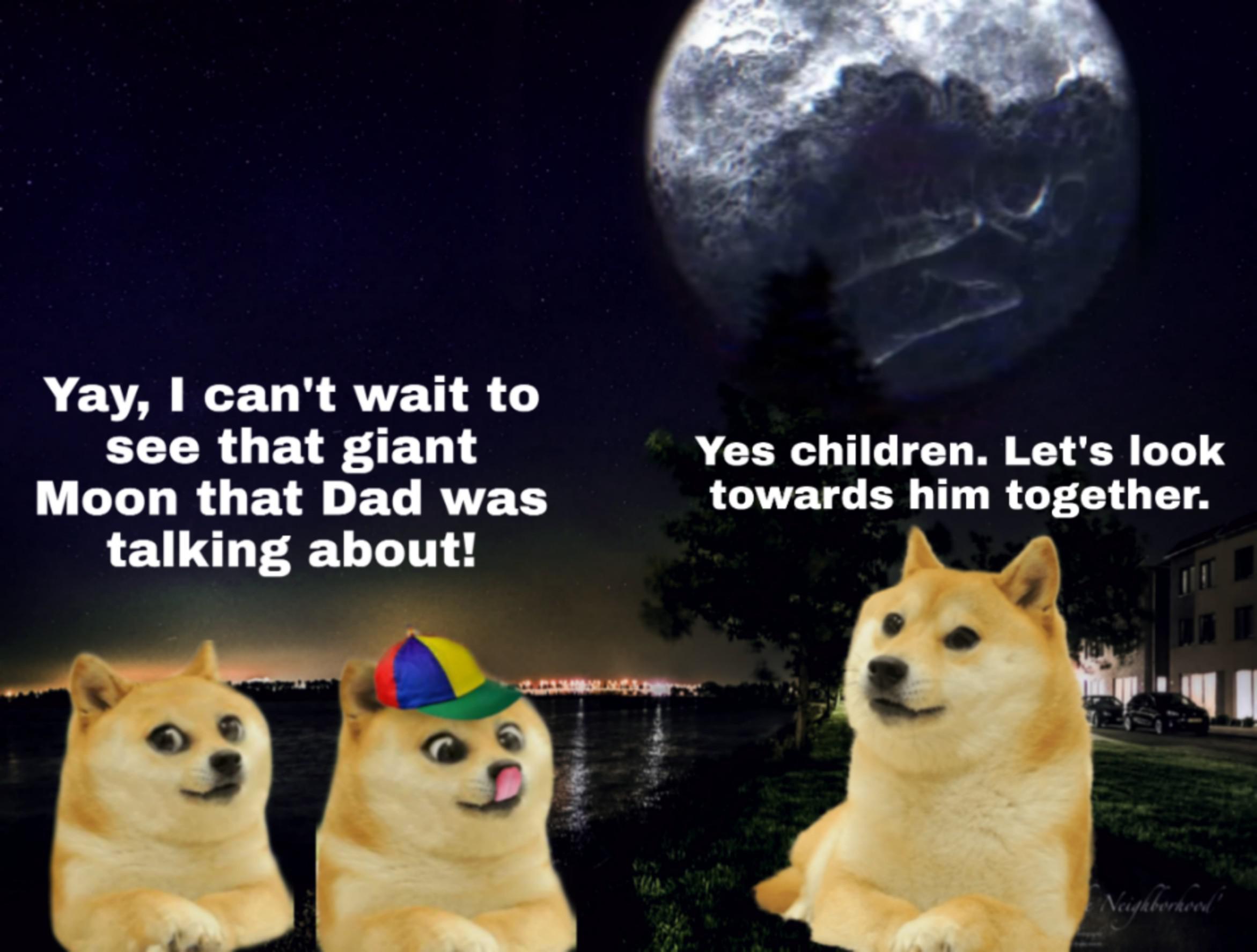 The doge family goes outside thanks to their local news channel | /r ...