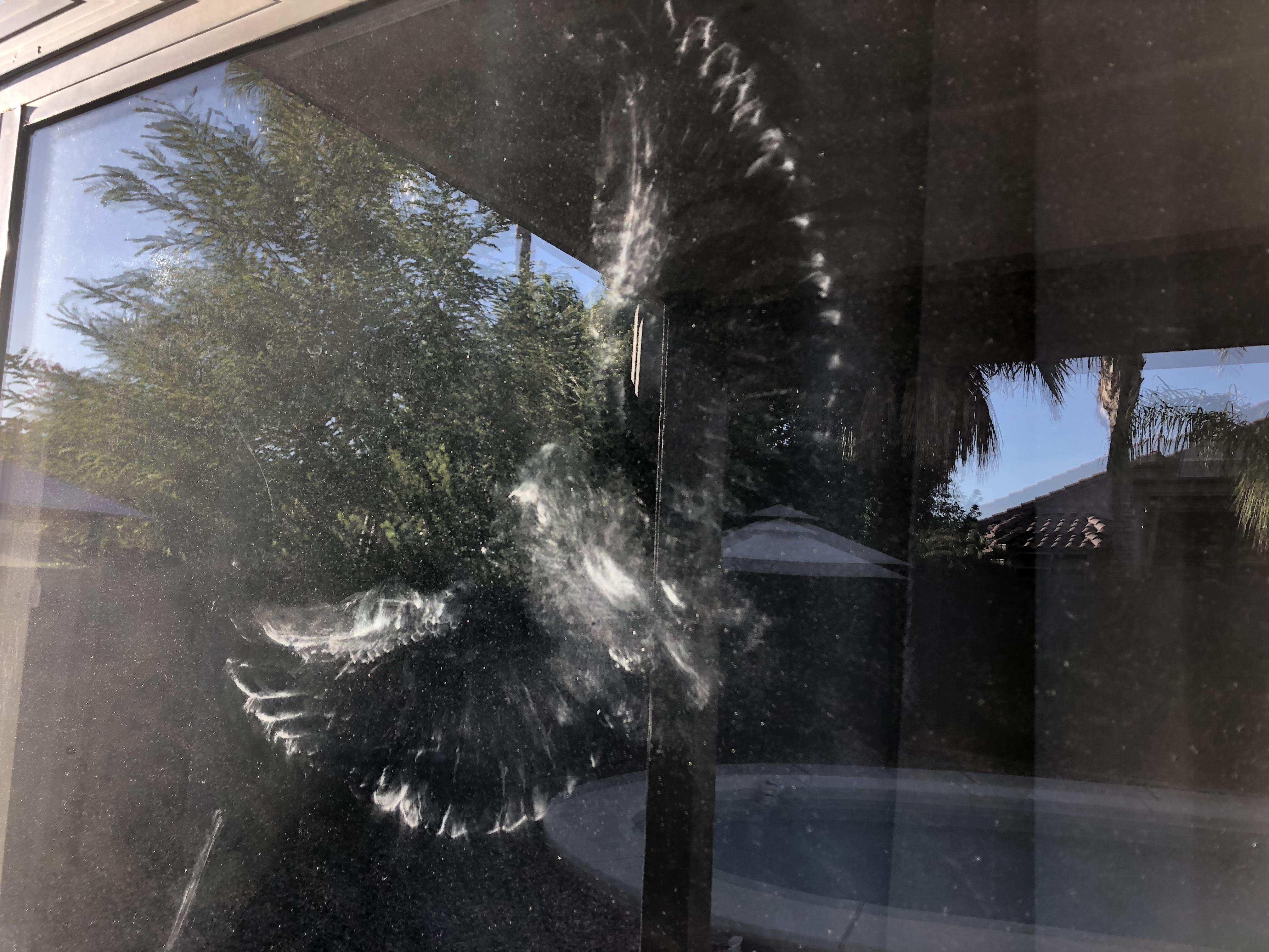 The near perfect imprint this bird made after slamming into my window ...