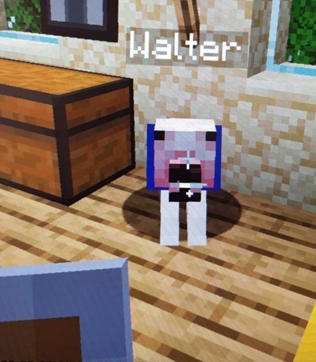 Minecraft Walter | Nelson the Bull Terrier / Walter | Know Your Meme