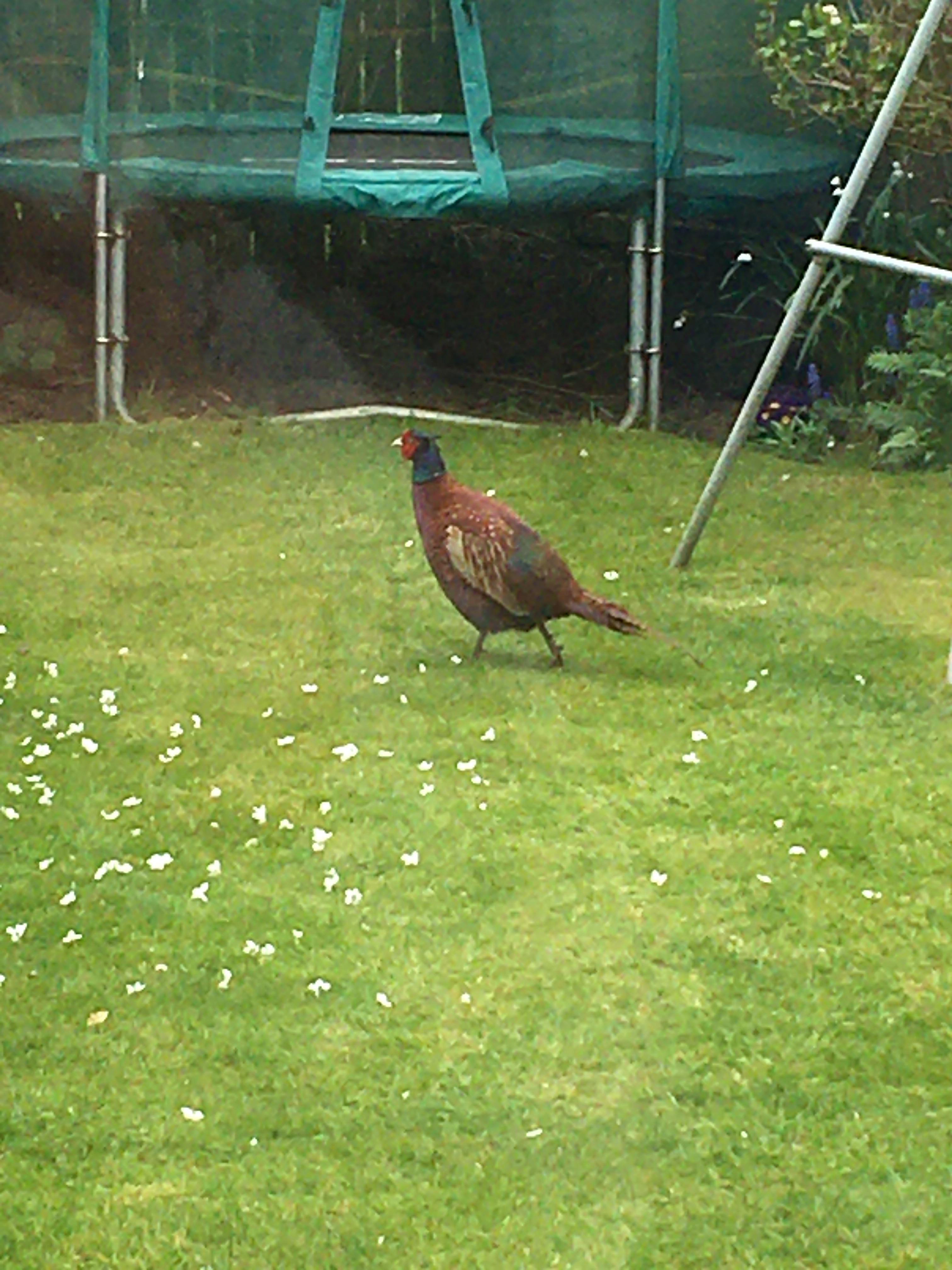 There appears to be a Pheasant in my garden | /r/mildlyinteresting ...