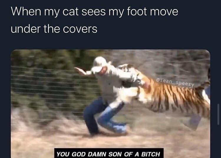 I’m never gonna financially recover from this | /r/TigerKing | Tiger ...