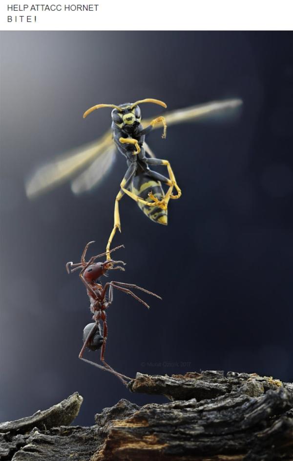 HELP ATTACC HORNET B I T E ! | A Group Where We All Pretend to Be Ants ...