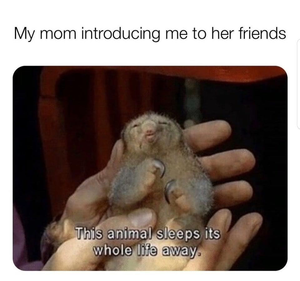 introduced by mom | Animals | Know Your Meme