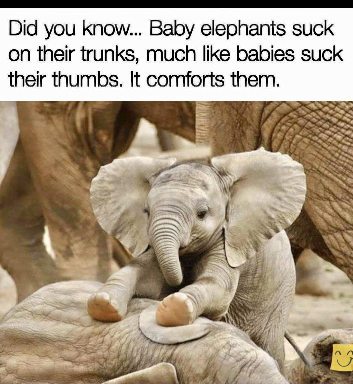 Cute elephant fact | /r/wholesomememes | Wholesome Memes | Know Your Meme