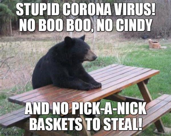 damn lock-down | Patient Bear / Bear Sitting At Table | Know Your Meme