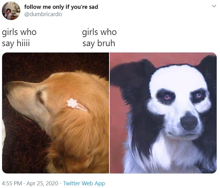 Dogs Who Say Brug | Girls Who Say Bruh vs. Girls Who Say Hiii | Know ...