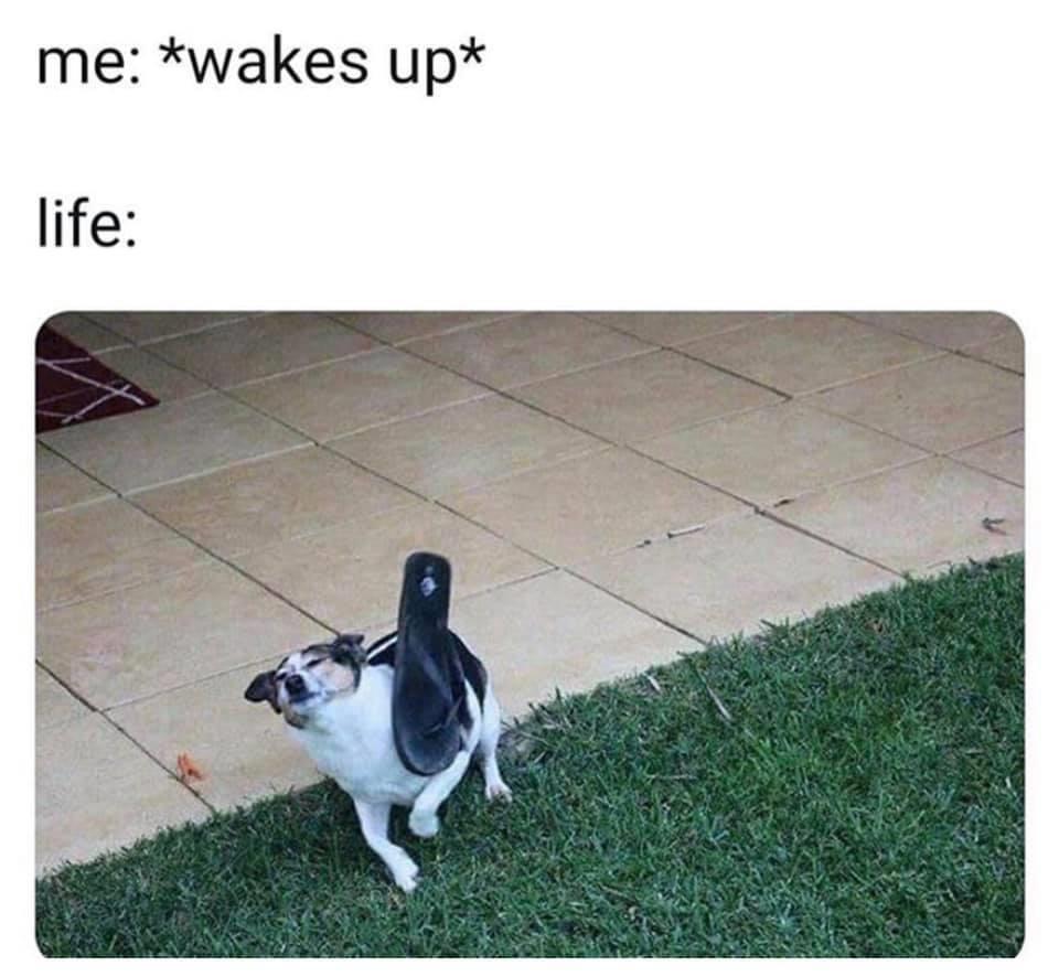 good morning | Dogs | Know Your Meme