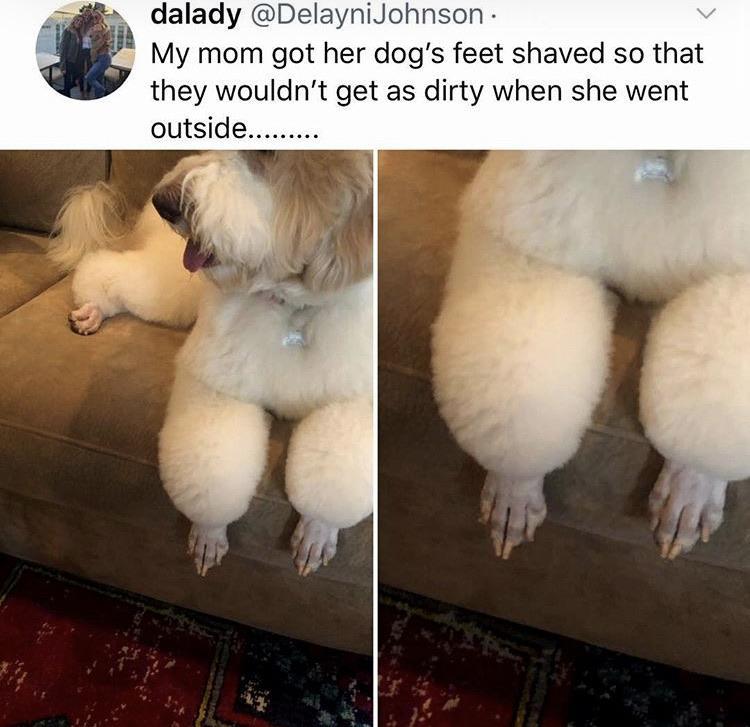 shaved feet | Dogs | Know Your Meme