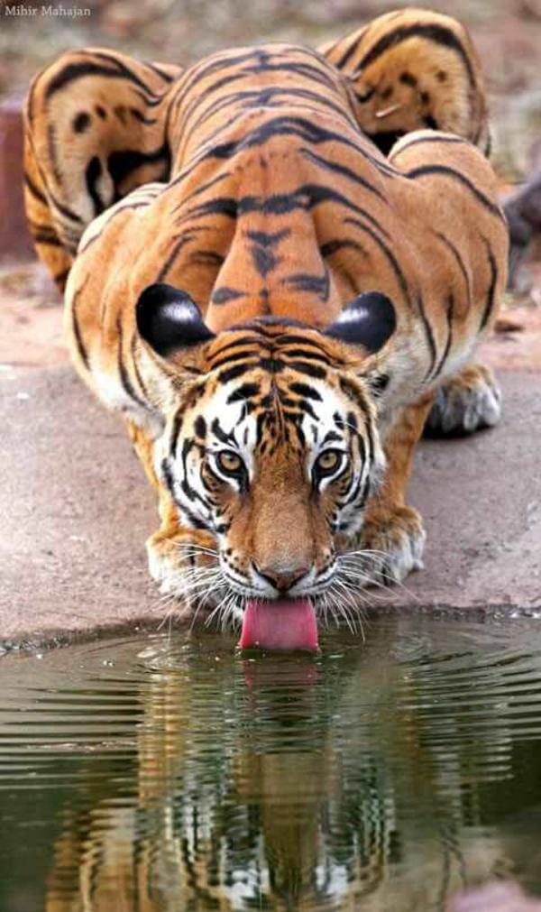 tiger | Cats | Know Your Meme